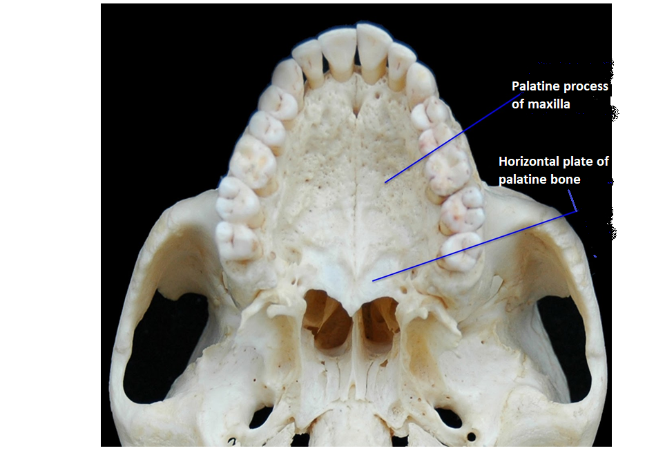 easyhumanatomy: Histological features of hard palate