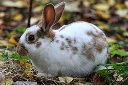 Loving Bunnies: Sounds Rabbits Make and What They Mean