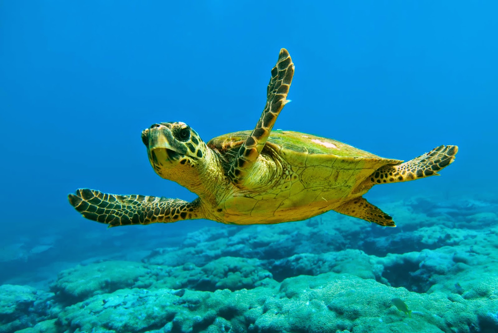 Especies Mexicanas en Peligro de Extinción