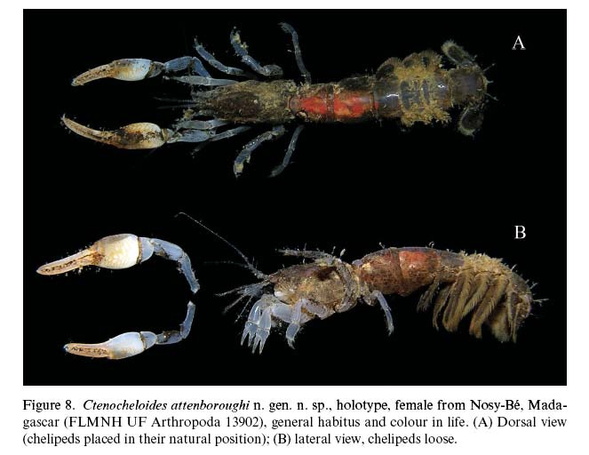 Species New to Science: [Crustacea • 2010] Ctenocheloides attenboroughi ...