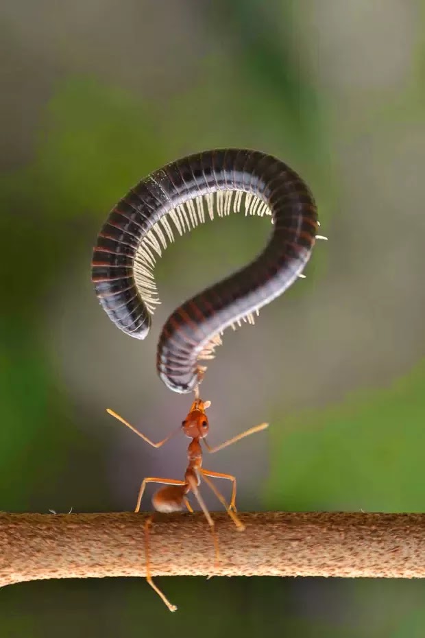 Foto impressionante mostra formiga capturando piolho de cobra em jardim ...