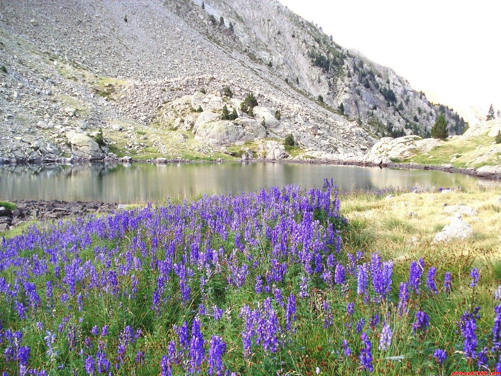 ACÓNITO Aconitum napellus : El Mundo y sus Plantas