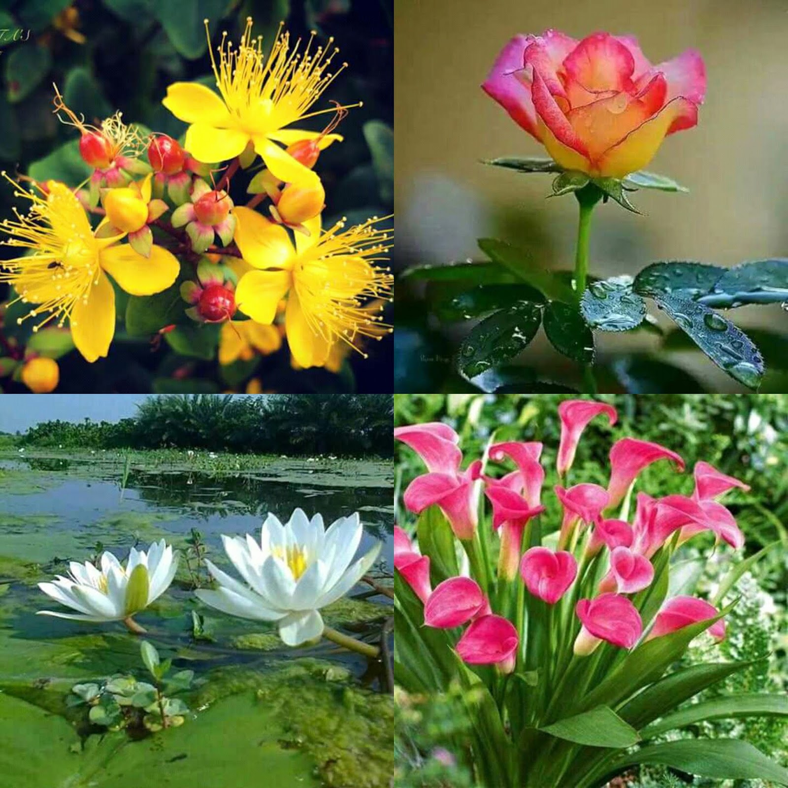 Bd ICT Net. : The natural beauty of Bangladesh