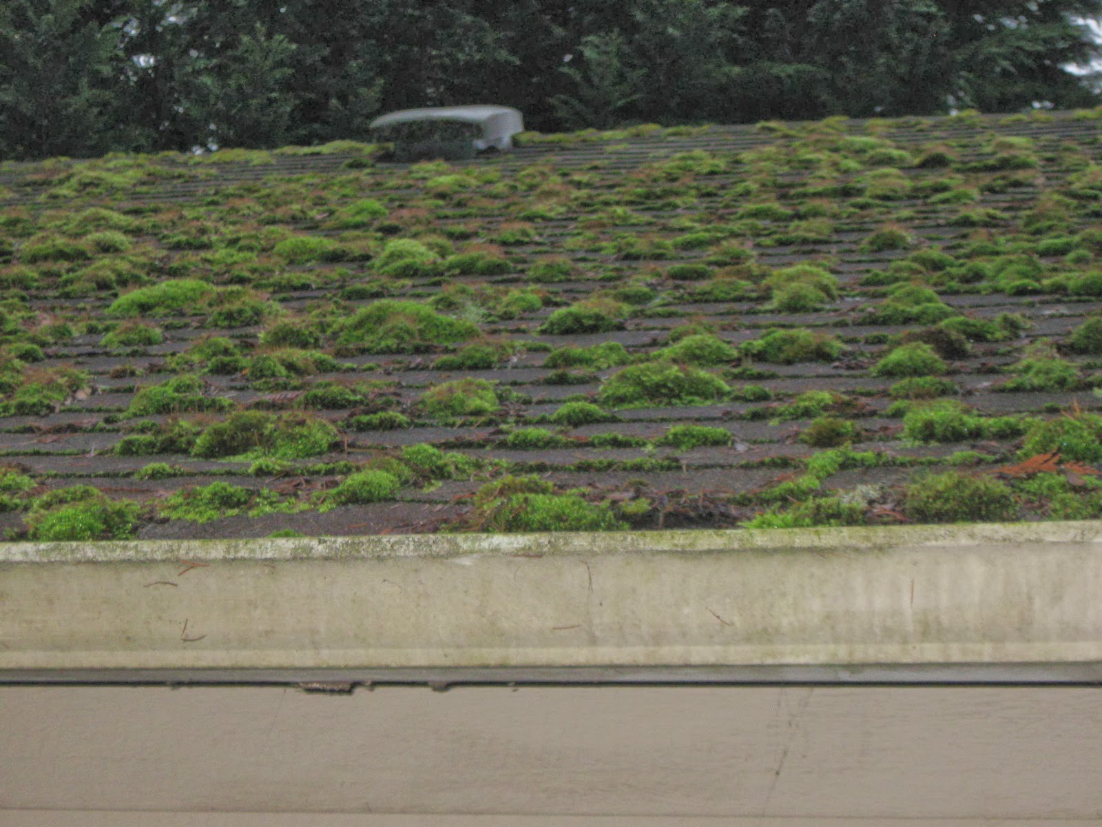 My Alabama Backyard: Moss, moss everywhere