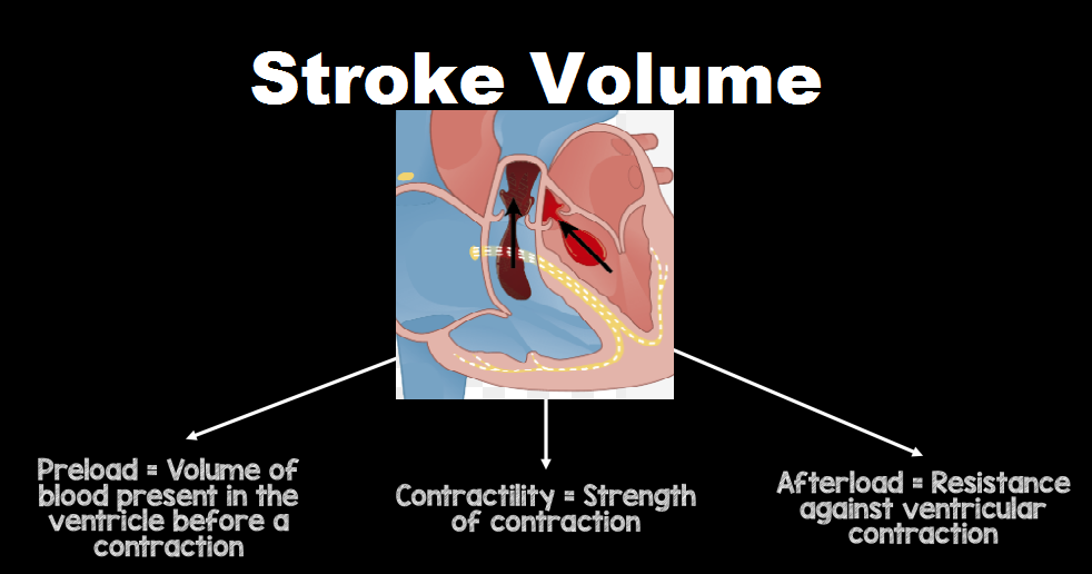 Determinants of Stroke Volume.