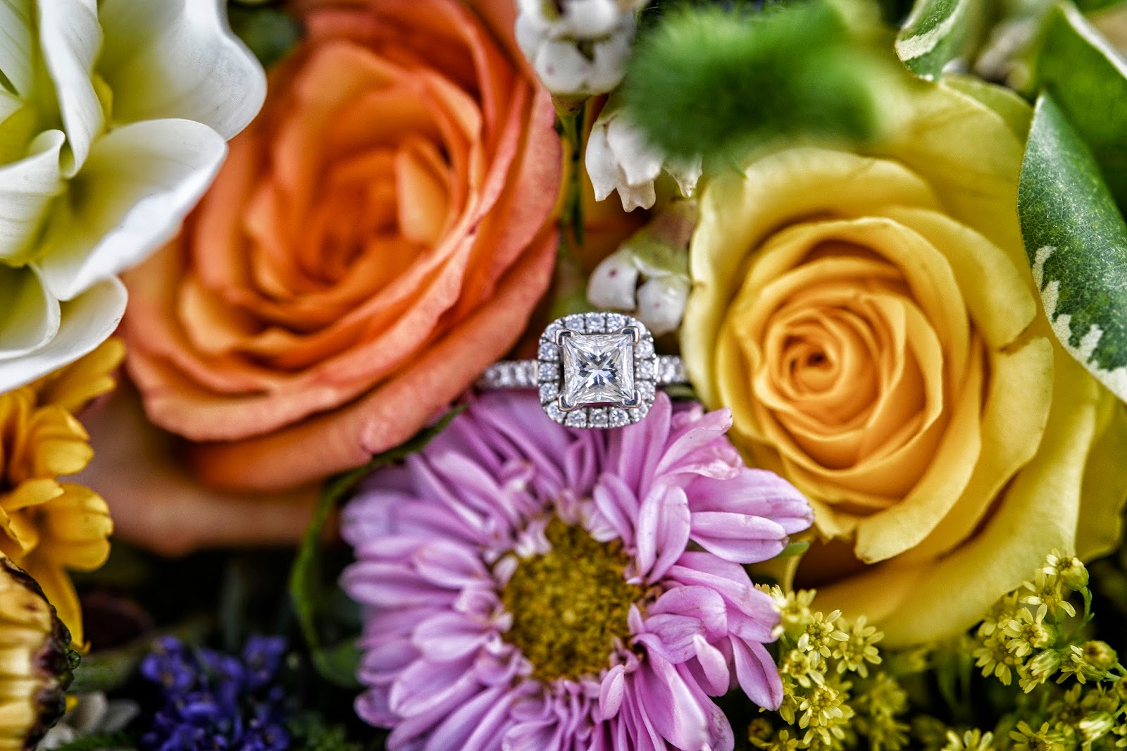 amanda anthony photographs