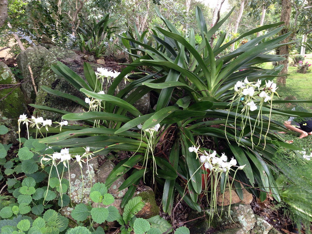 Angraecum longicalcar orchid plant care and culture | Travaldo's blog
