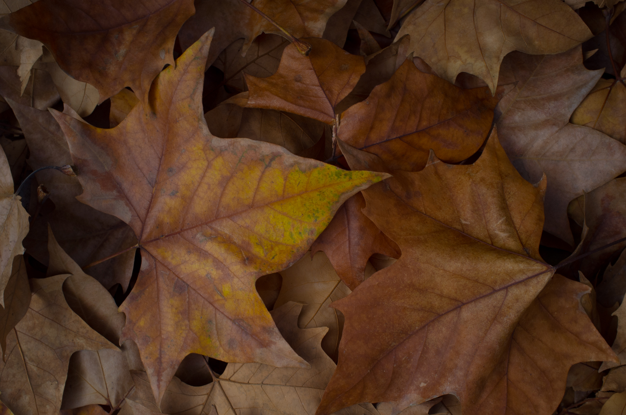 Fotografia Edurne Iza: Texturas Naturales