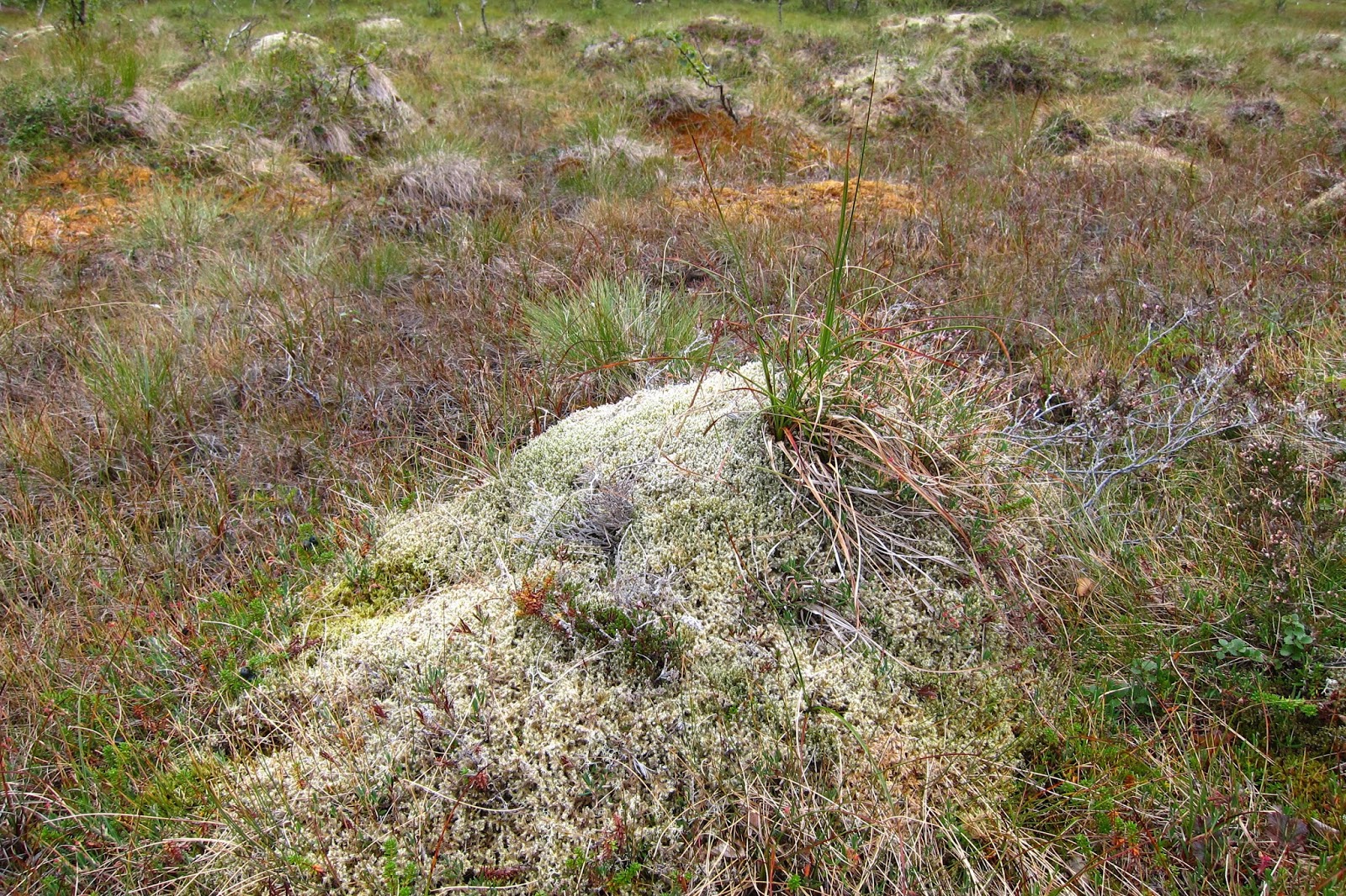 Bryophytes of Central and Northern Europe: Racomitrium lanuginosum