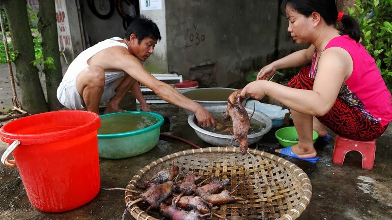 Restaurante ofrece carne de ratas asadas. - LA VOZ DEL NORTE
