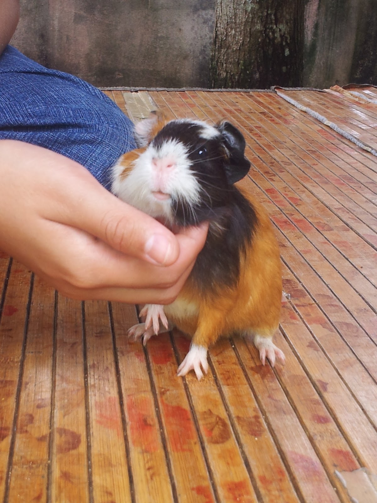 FAIZ FARM: Tikus Belanda