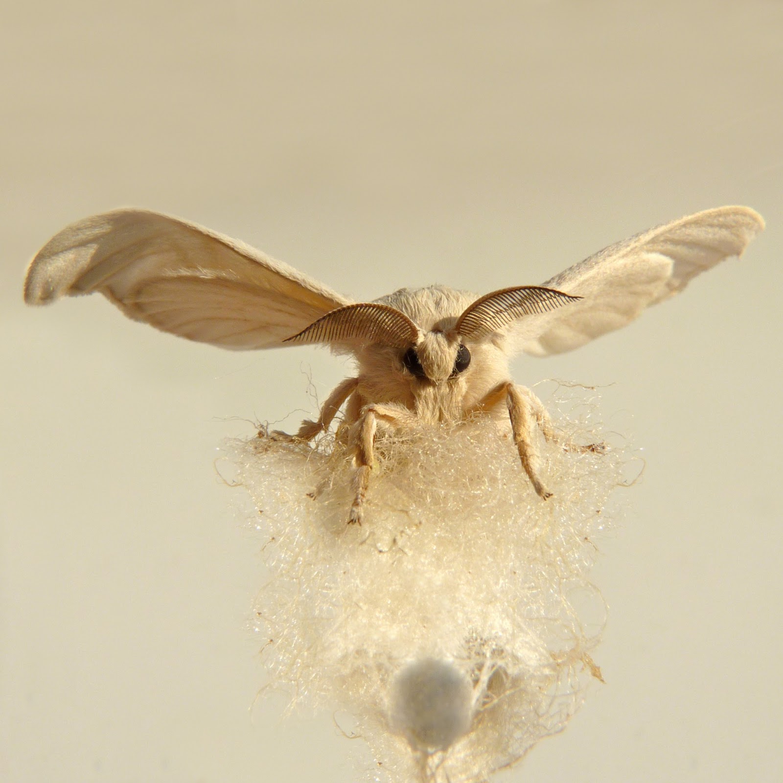 Confessions of a Lepidoterist: Top 5 Insect Super Powers