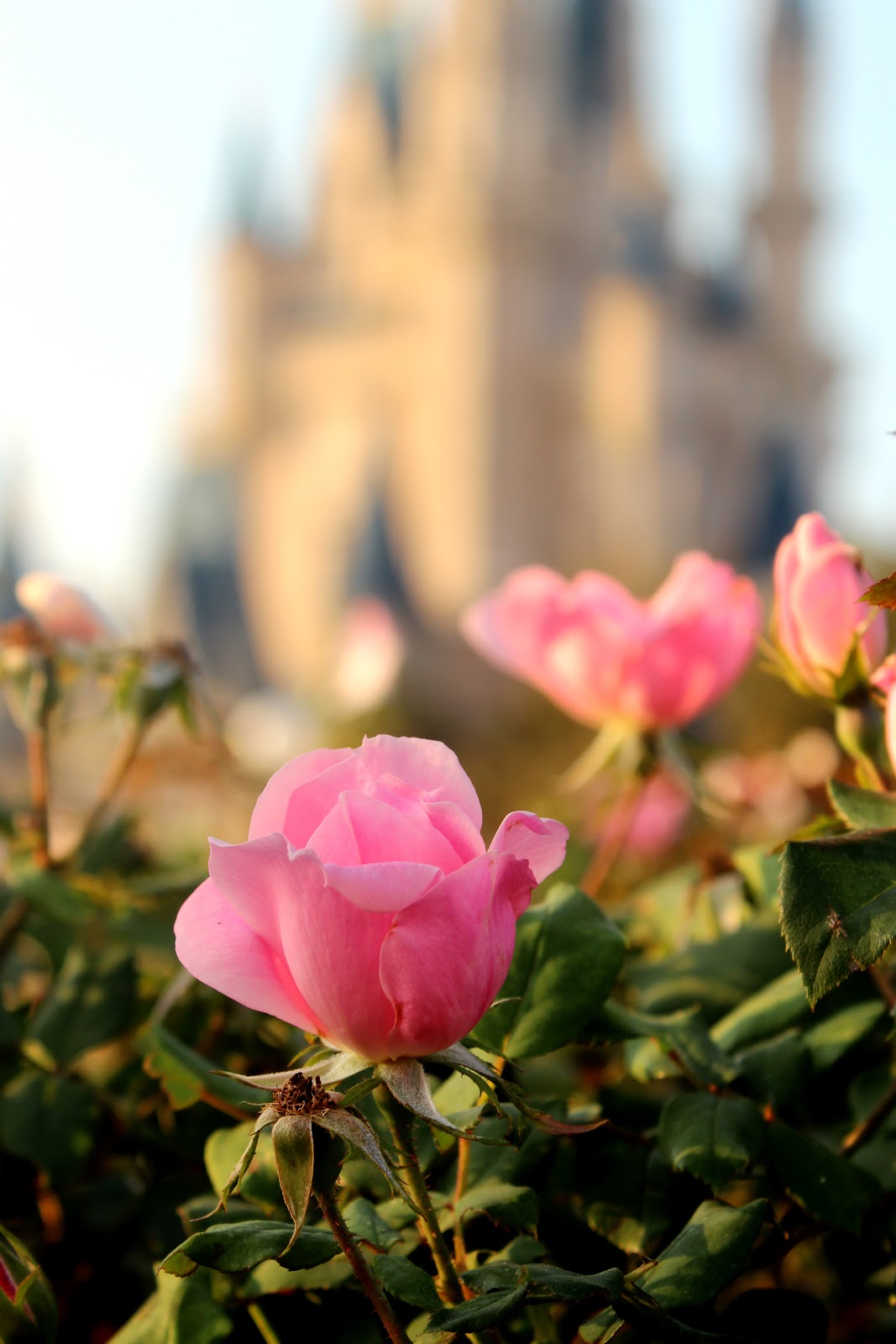 Stop and Smell the Roses at Walt Disney World!