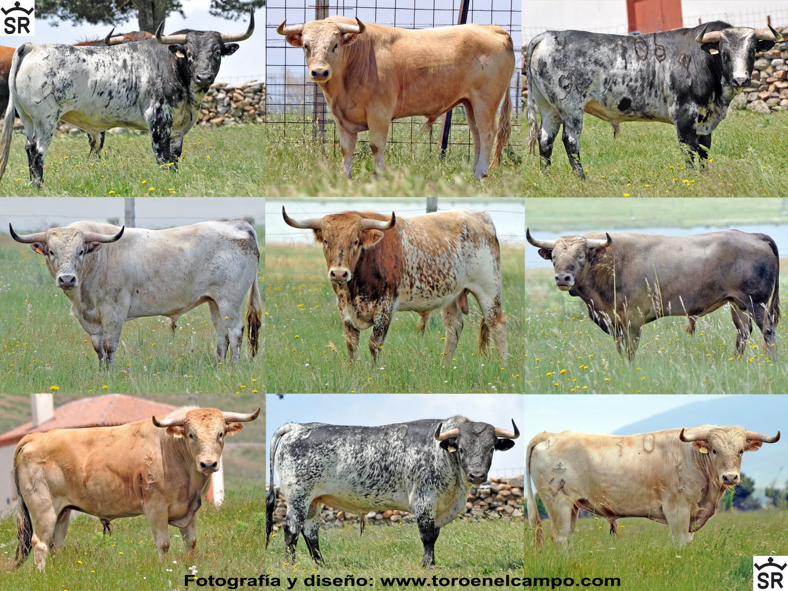 ~ Richard Gonzalez Blog