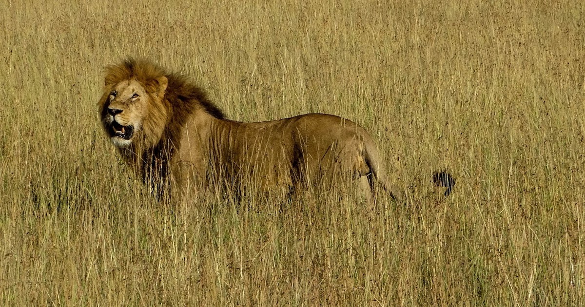 Cannundrums: Lion Steak - Sous Vide