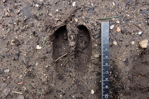 Natuurspoor: april 2016