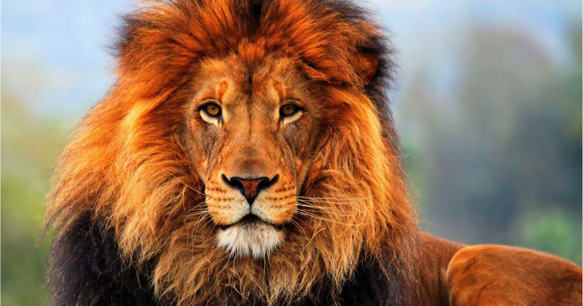 El Rey De La Selva, El Leon: ¿Porque se considera el Rey de la Selva?