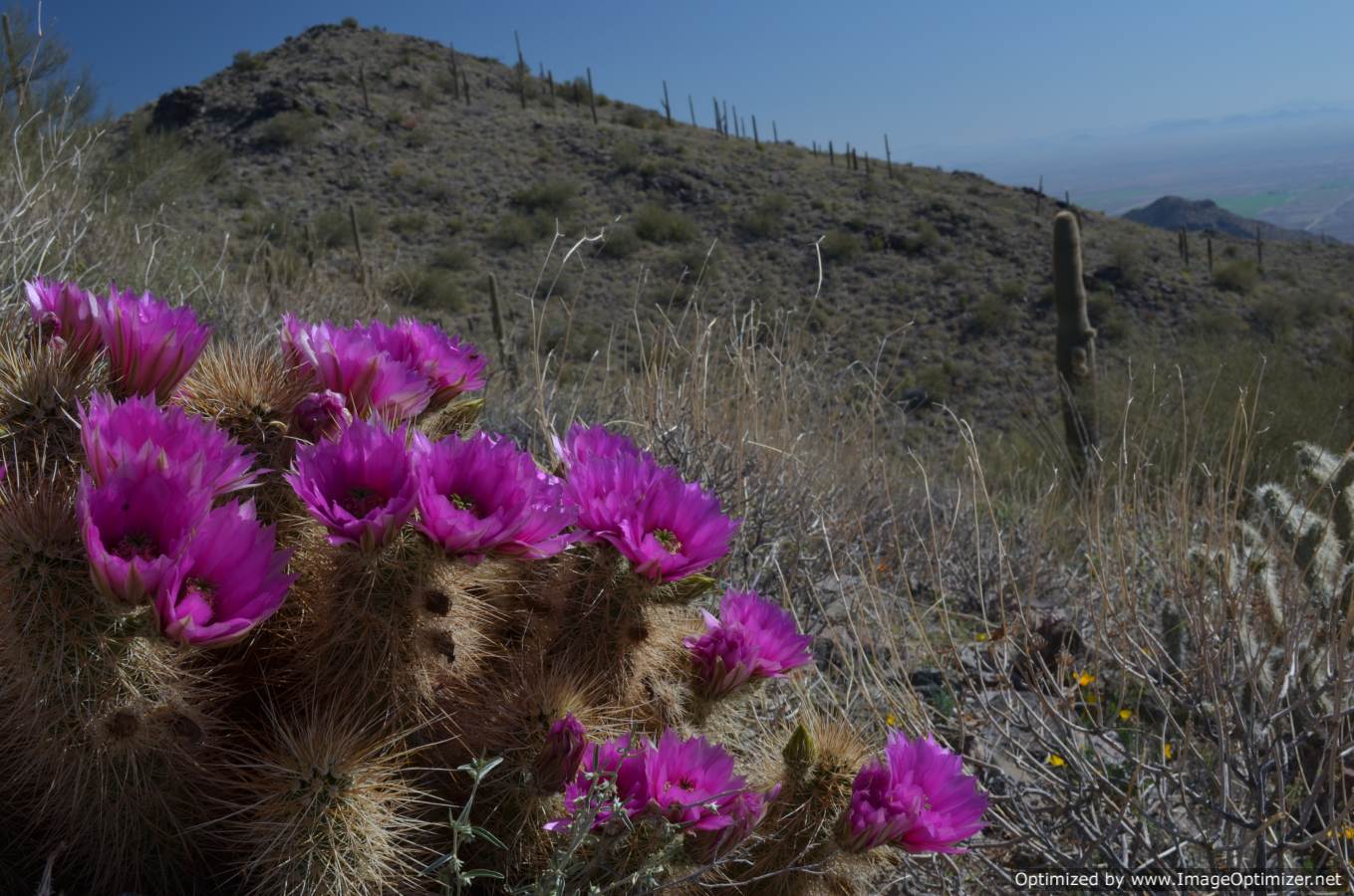 Practical Biology: science for everyone: Sonoran Desert in the Spring