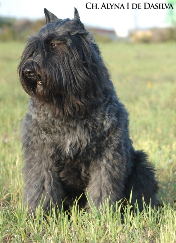 Bouvier de Flandes: ALYNA I DE DASILVA "un beau bouvier des flandres ...