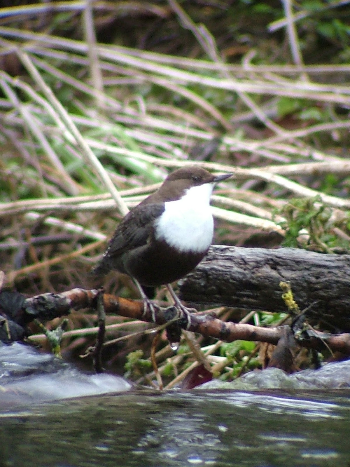 Randon's Ramblings : BLACK-BELLIED DIPPER DELIGHT