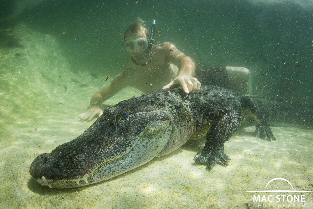 Mac Stone Photography Blog: Swimming with Alligators