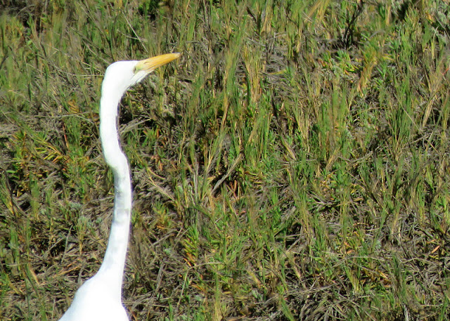 ramble & frolic: sightings: shorebirds