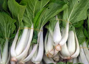 Top 15 Priority Vegetable Crops in the Philippines