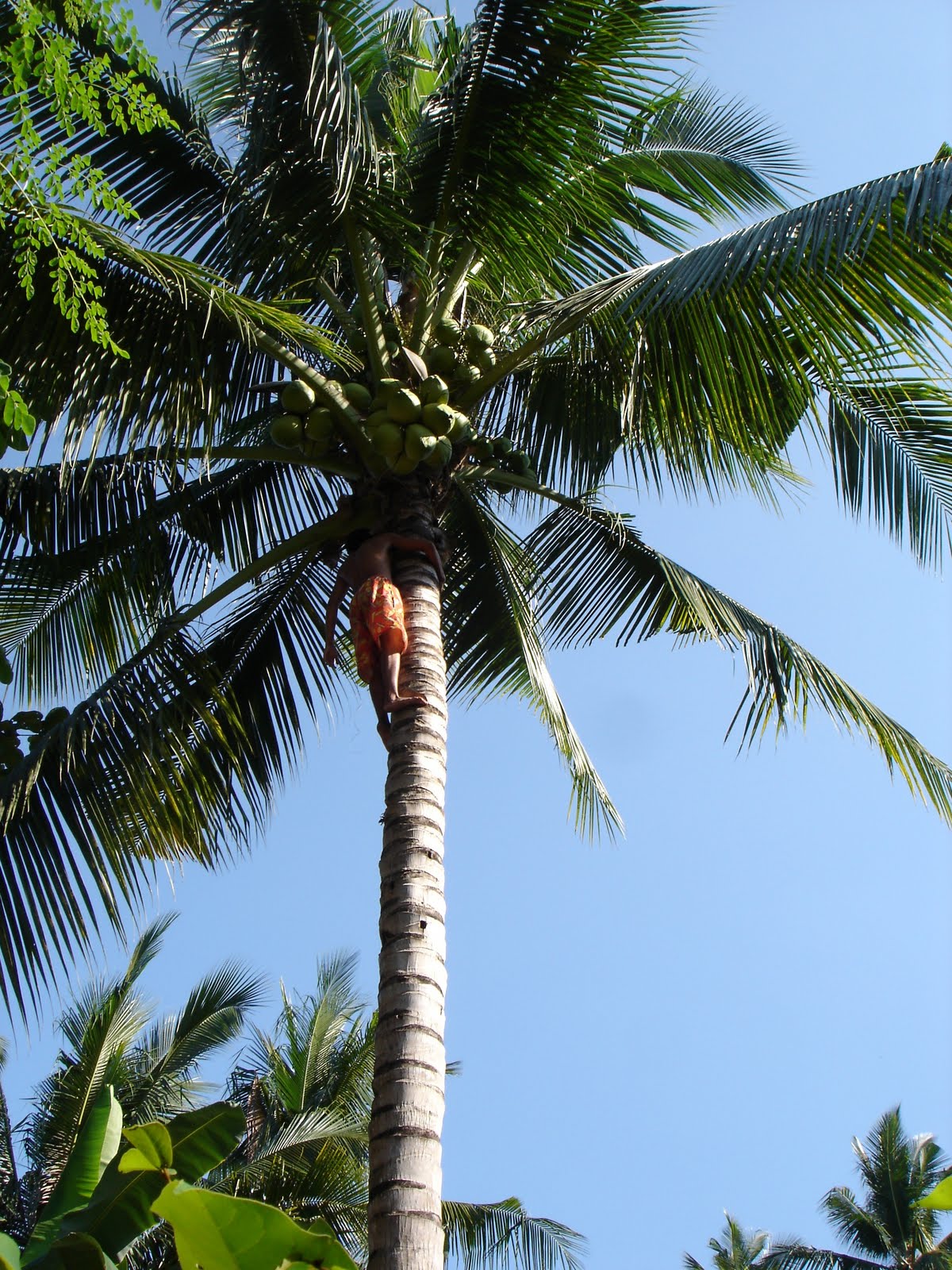 Buko Juice | Adventures Of Life