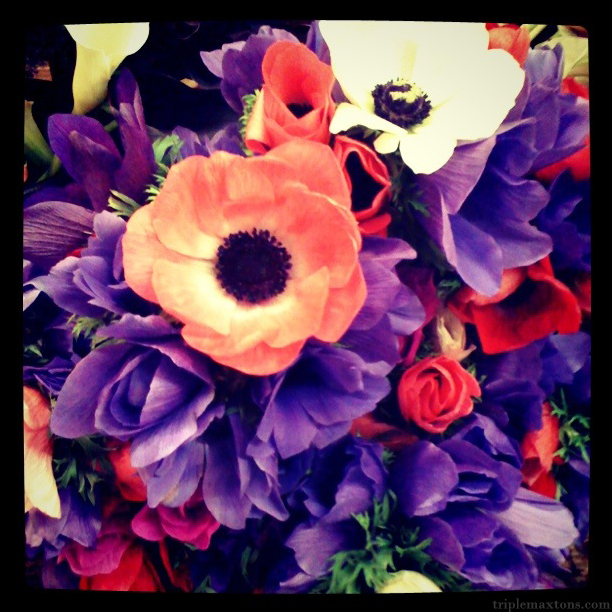 PHOTO FILING - Triple Max Tons