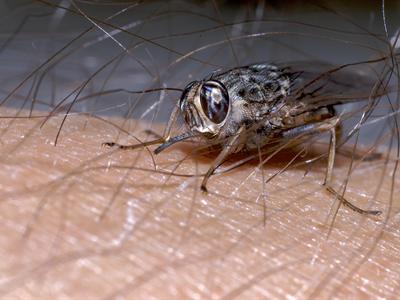 10 MOST POISONOUS ANIMALS EVER - U Top Facts