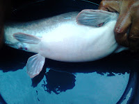 Pemeliharaan Induk Lele Sangkuriang | Lele Sangkuriang