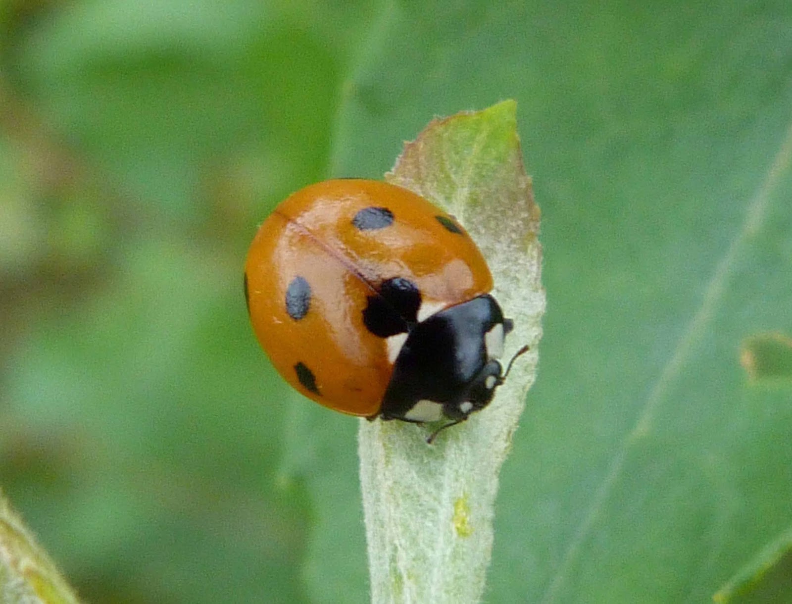 Insects of Scotland: Ladybirds