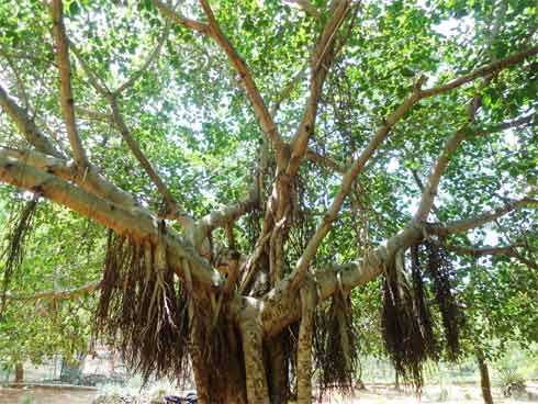 Four Types of Fig Trees Associated with Hinduism | Hindu Blog