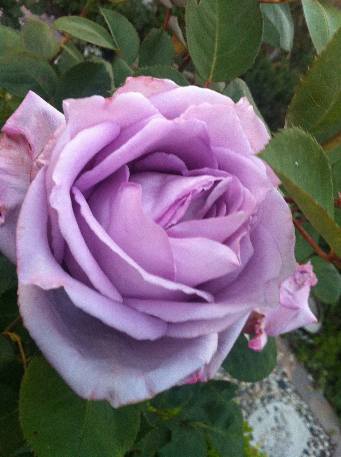 La Bella Vita... Beautiful Living , Food, Gardening: Fiori, fiori, e ...