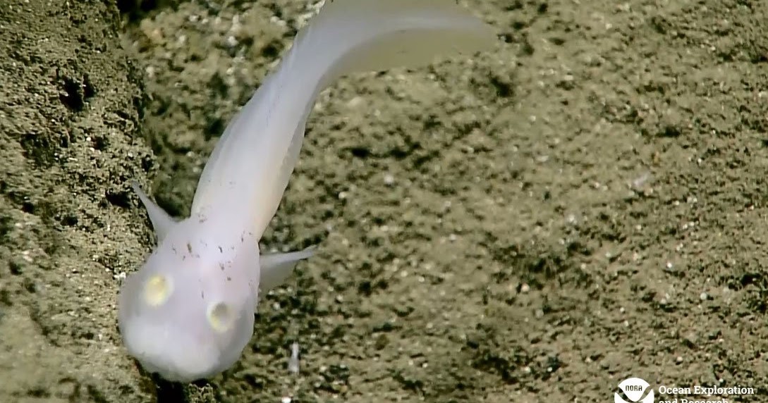 Real Monstrosities: Blind Cusk Eel