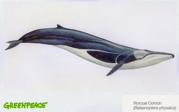 Avistamientos de rorcuales en Columbretes