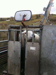 Animal Care PLC: Animal Welfare : Sheep Scanning 2013