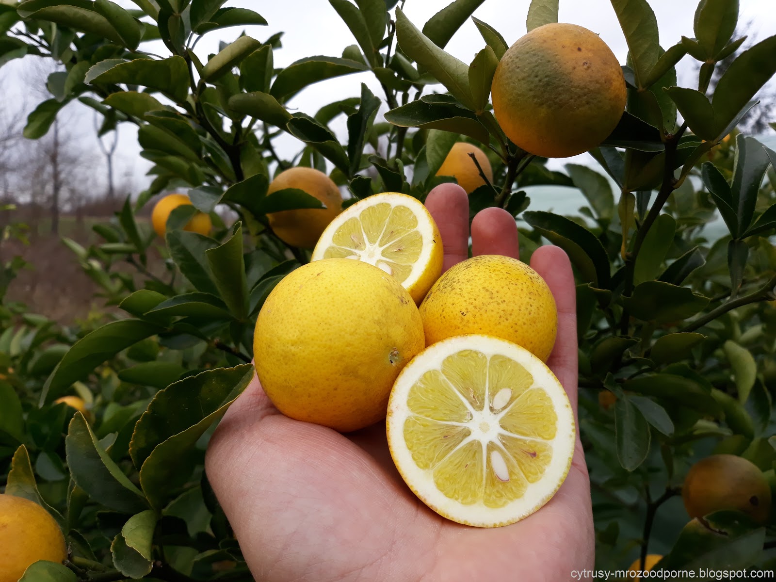 Cytrusy Mrozoodporne: Citrumelo 5 star