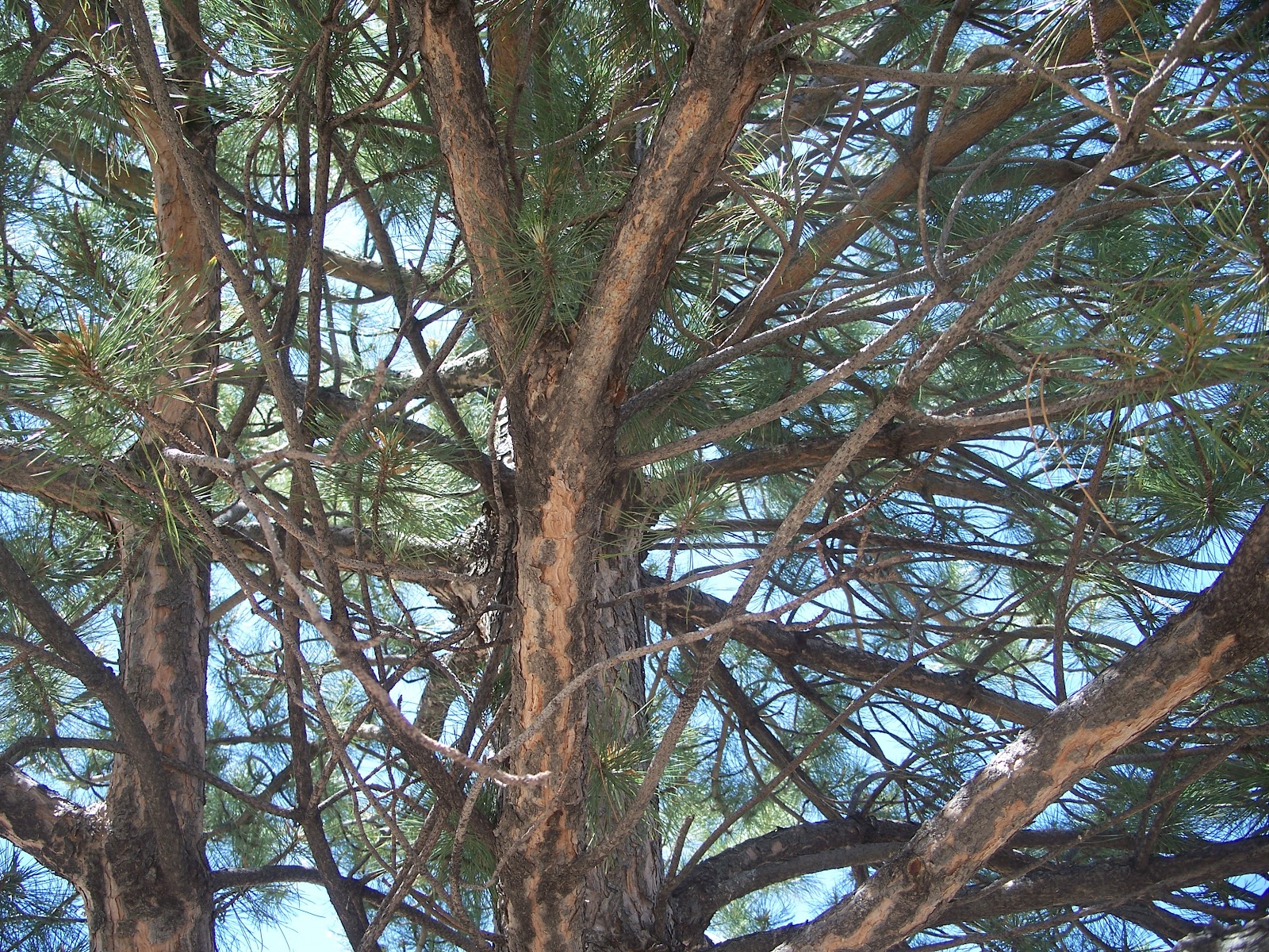 Austrian Black Pine