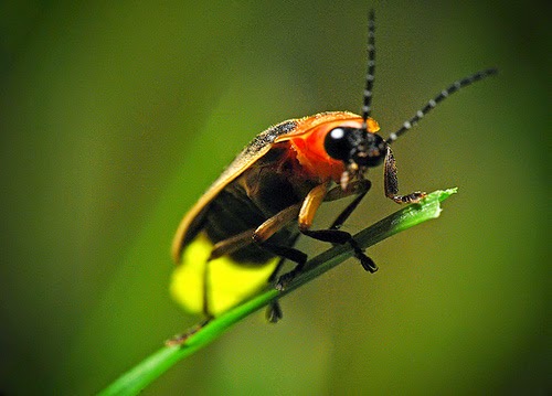 Naturalist's World - Dr Abe V Rotor : Would you kill a firefly?