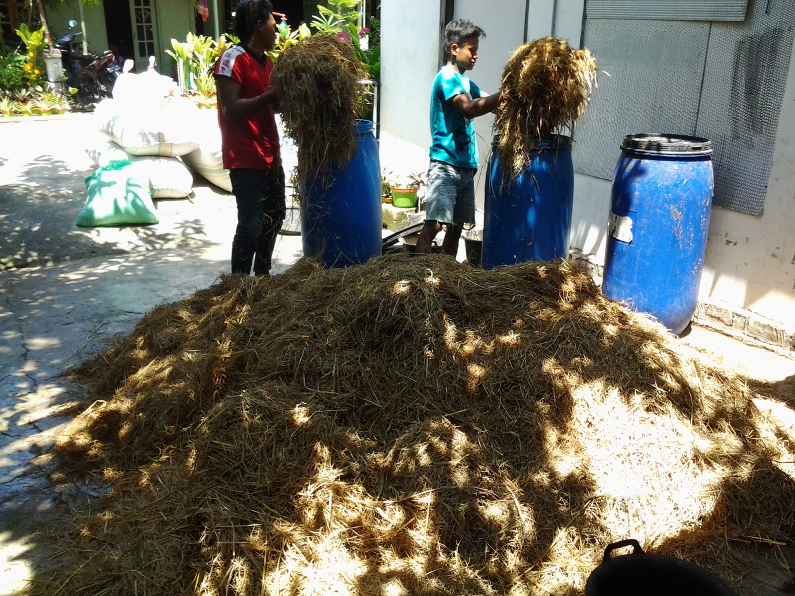 Fermentasi Jerami Padi untuk Pakan Ternak lebih hemat - Menjadikan ...