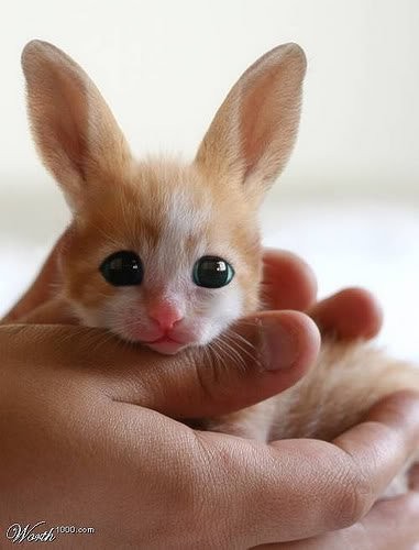 My Best 2012 Finds on the Internet: Best Cat Rabbit Hybrid Pet?