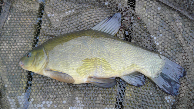 Piscatorial Quagswagging: Shepherds Delight...