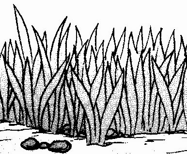 Dunia Sekolah: Gambar Hitam Putih (Drawing) - Bunga & Pokok