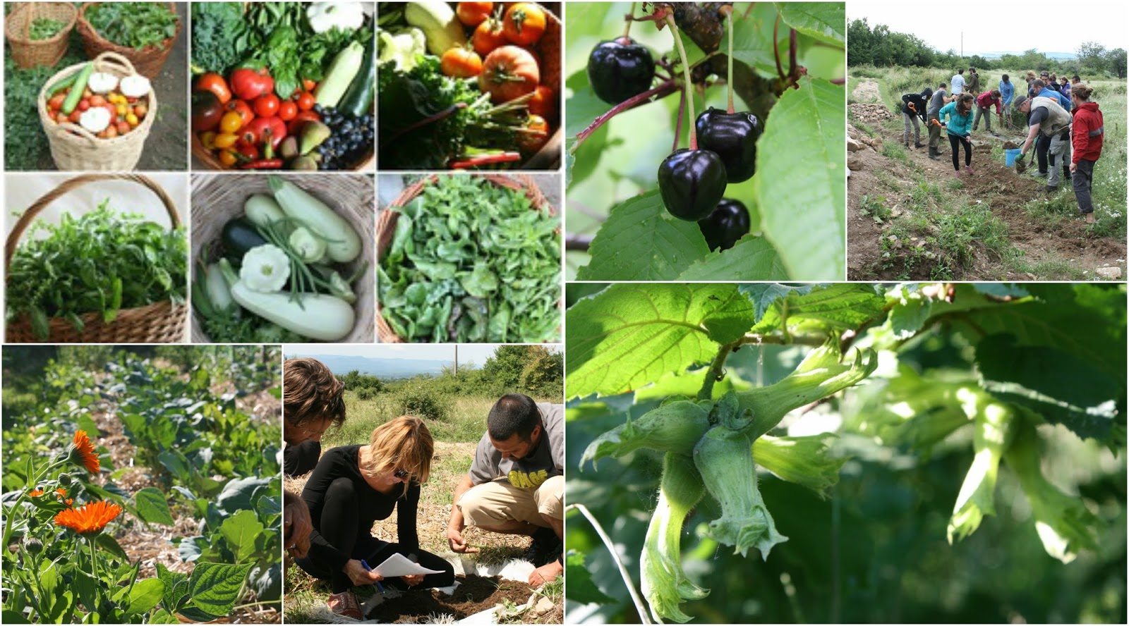 Balkan Ecology Project : Summer Time - Polyculture Study 2017 - Update 3