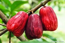 My Fadelicious: POKOK BUAH2AN YANG MENGINGATKAN ZAMAN MUDA2 DULU