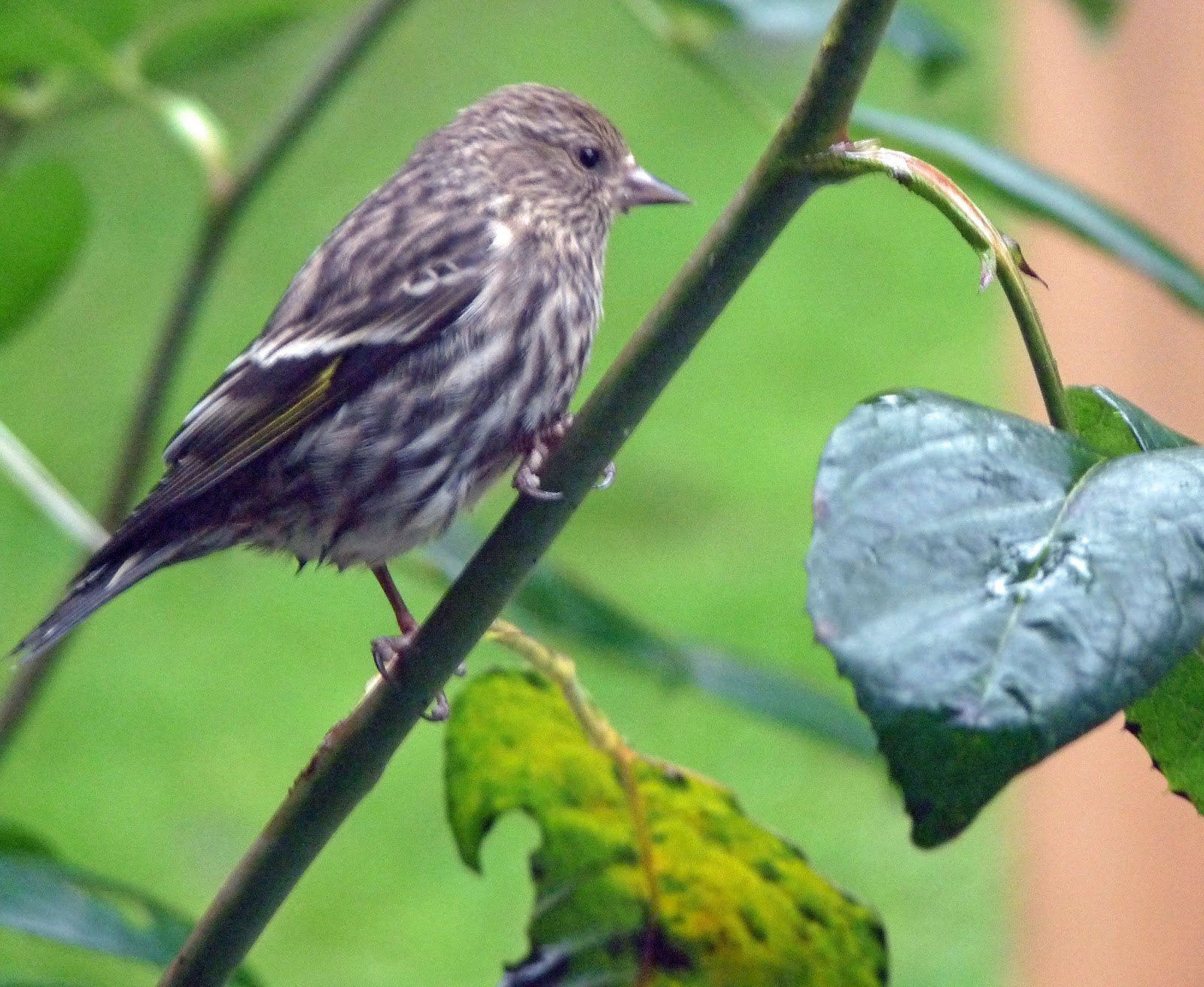 Gabriola Bird Blog: Sick Siskins and Other Sad Stories