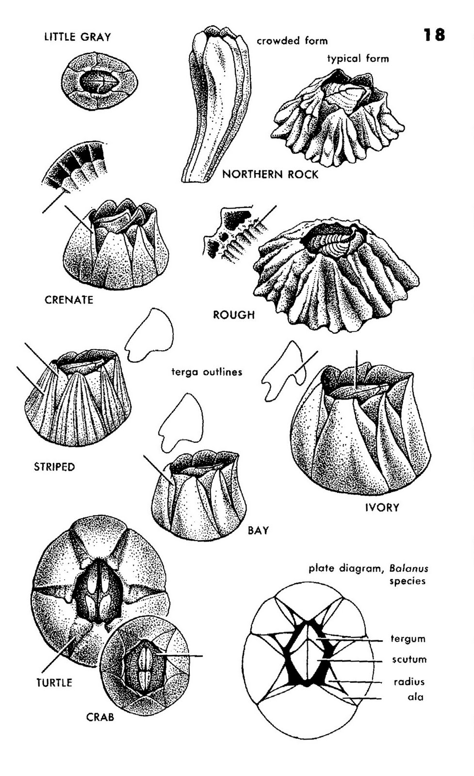 Blog - 29 Black Street: hydromedusa + barnacles