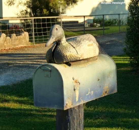 Love that Letterbox!: Sitting Duck Letterbox