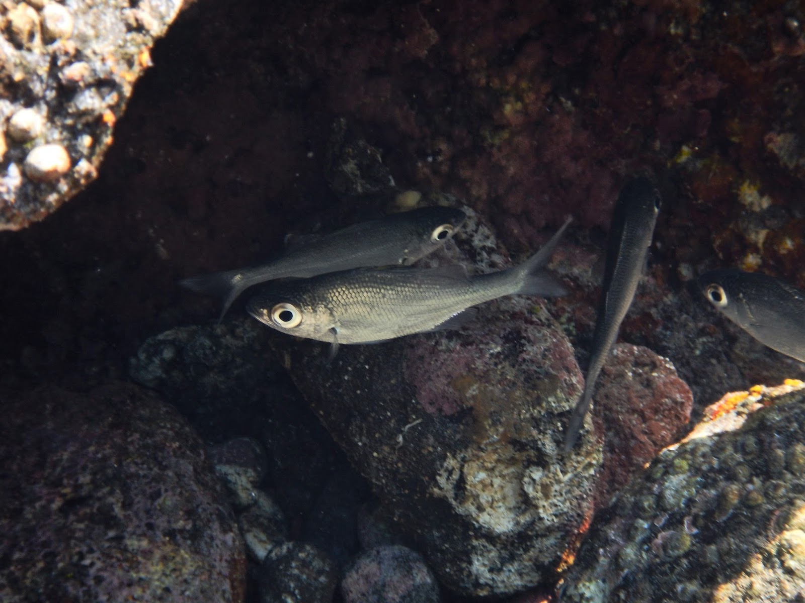 Ictioplancton en Chile: Nuevo muestreo de peces intermareales en Isla ...